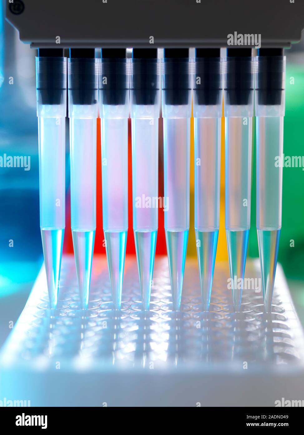 Multi-channel pipette being used to dispense liquid into test tubes ...