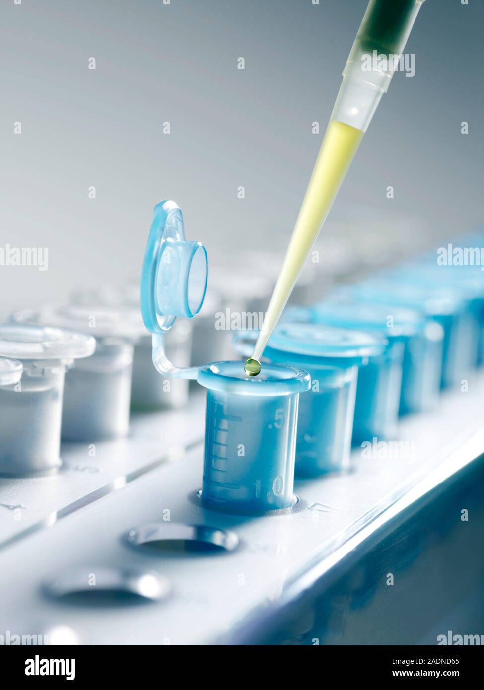 Pipetting a solution into a vial. These small sealable bottles are ...