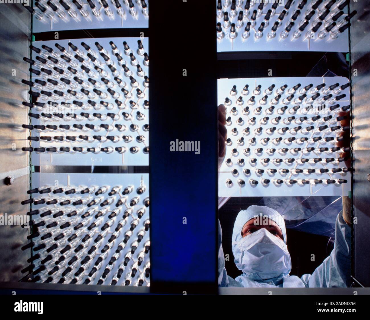 Drug manufacture. Racks of empty injection vials being loaded into an ...