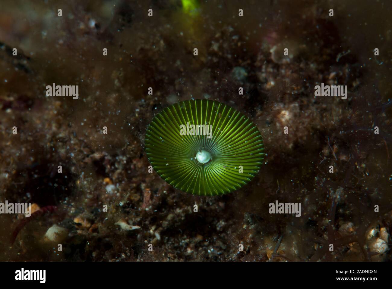 Underwater Marine Life Photography, Sea Creatures Stock Photo - Alamy