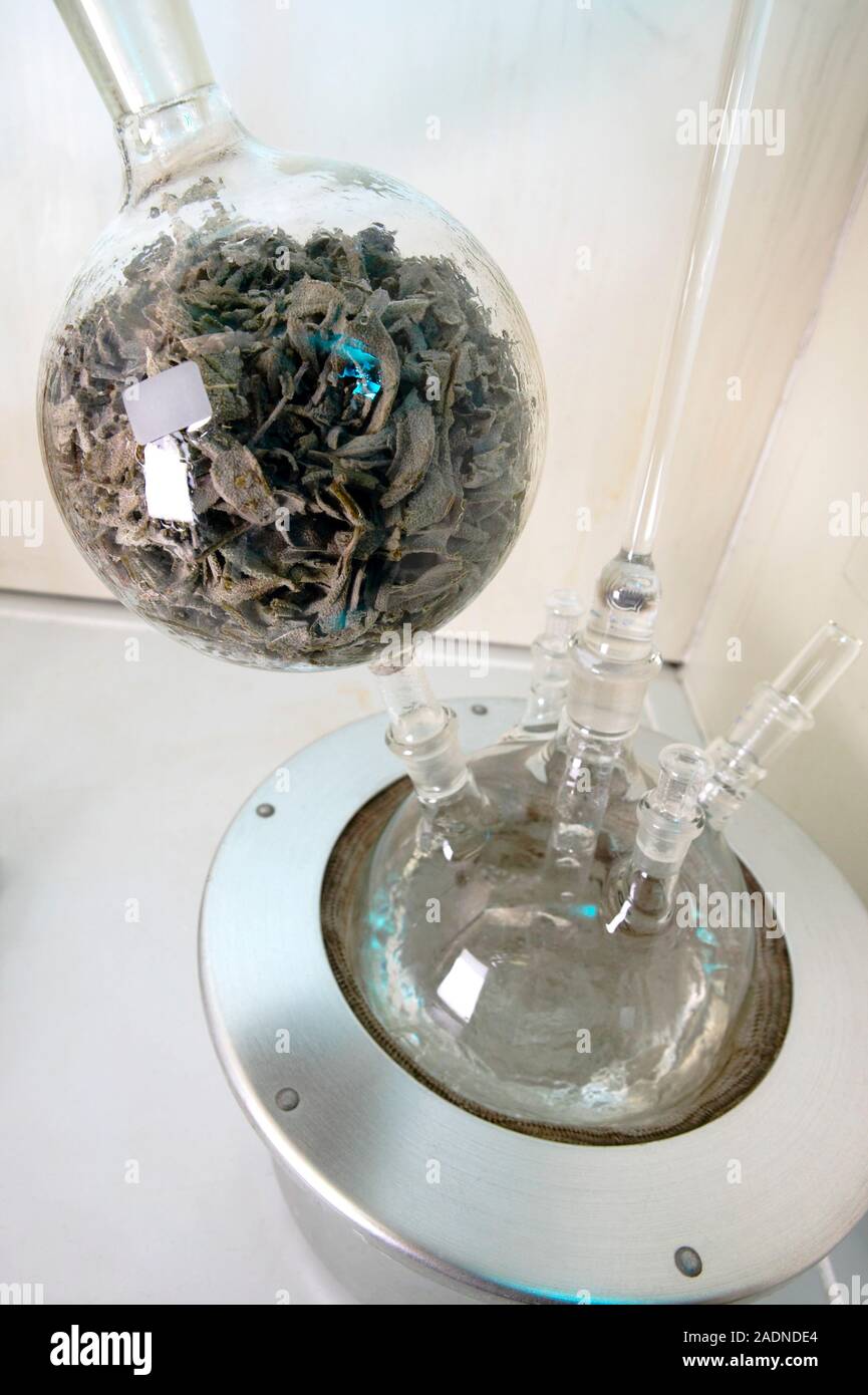 Steam distillation of sage leaves. Sage leaves (green, upper left ...