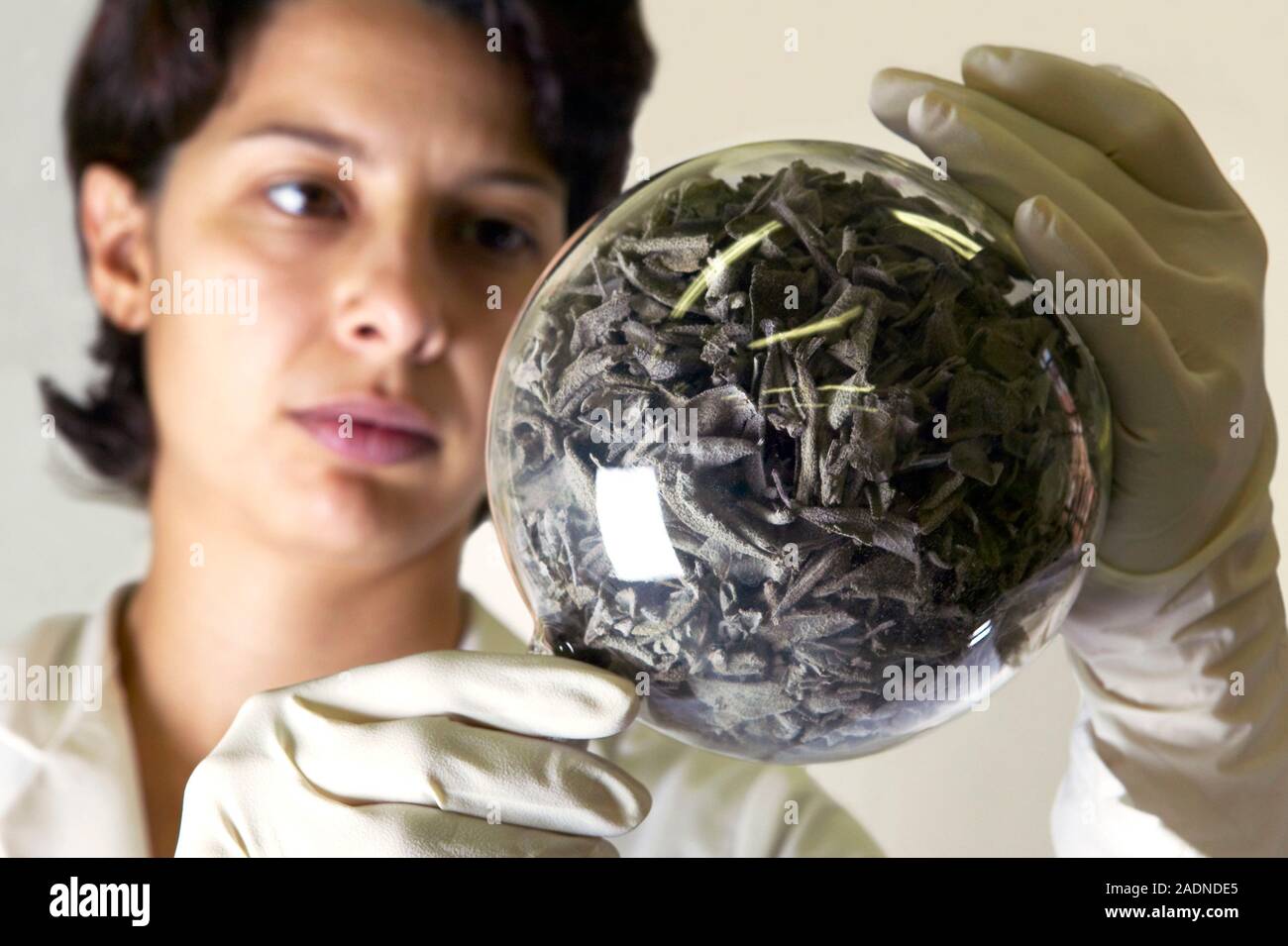 Steam distillation of sage leaves. Medical researcher preparing to ...