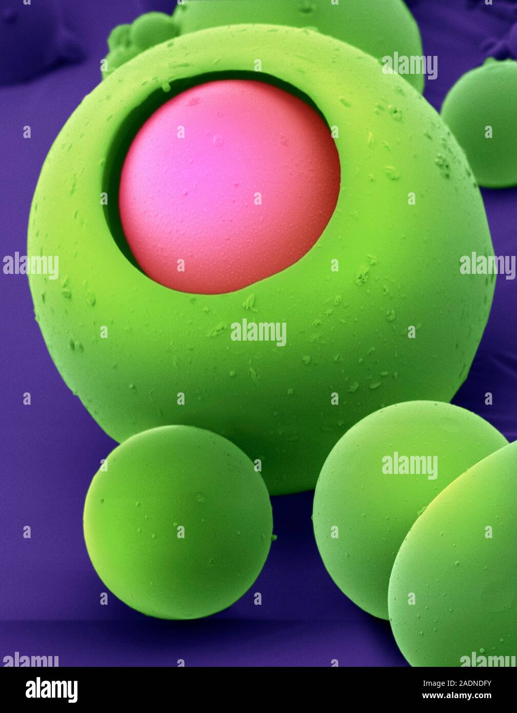 Drug delivery microspheres, coloured scanning electron micrograph (SEM ...