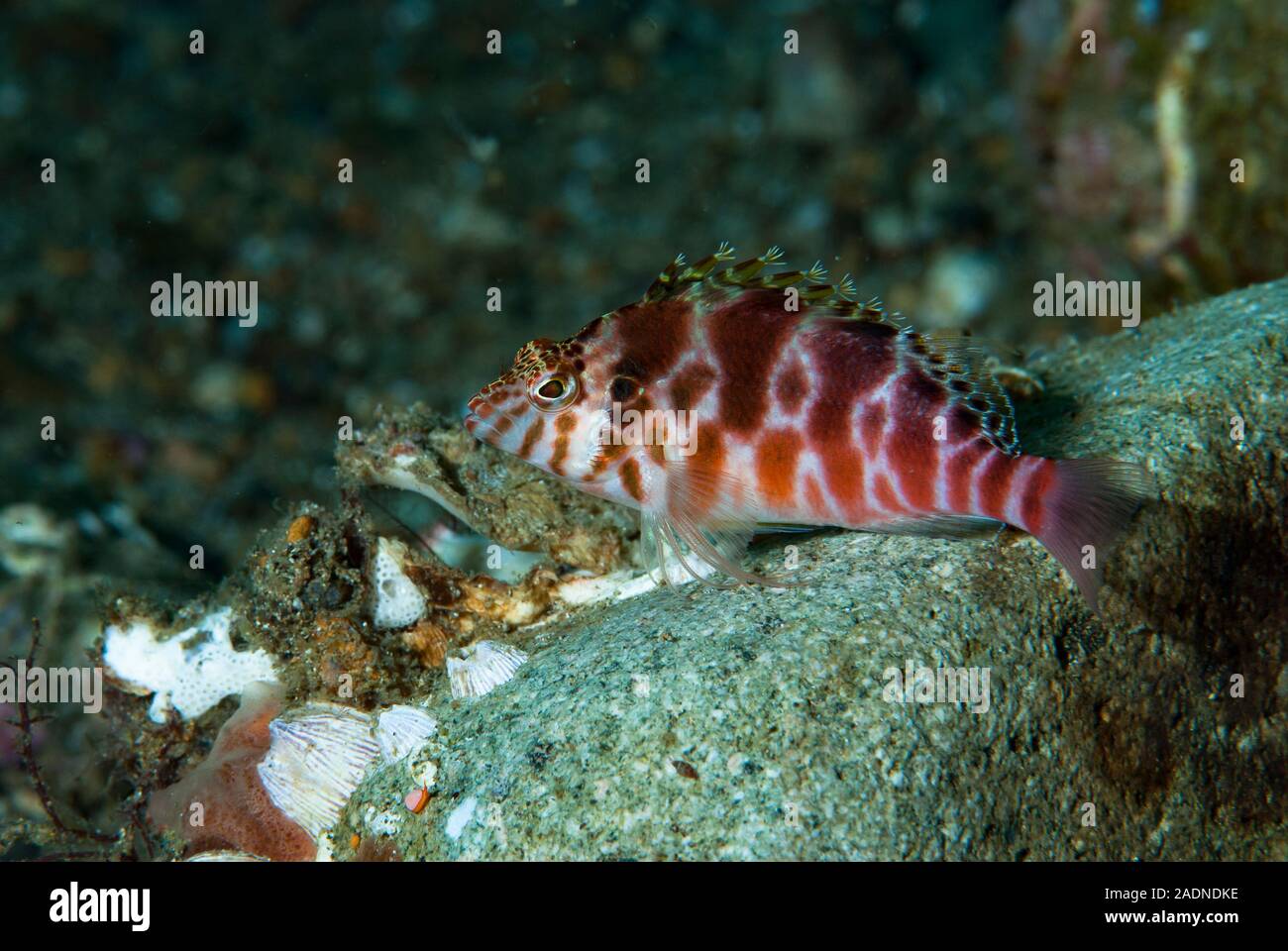 Dwarf Hawkfish Cirrhitichthys falco Stock Photo - Alamy