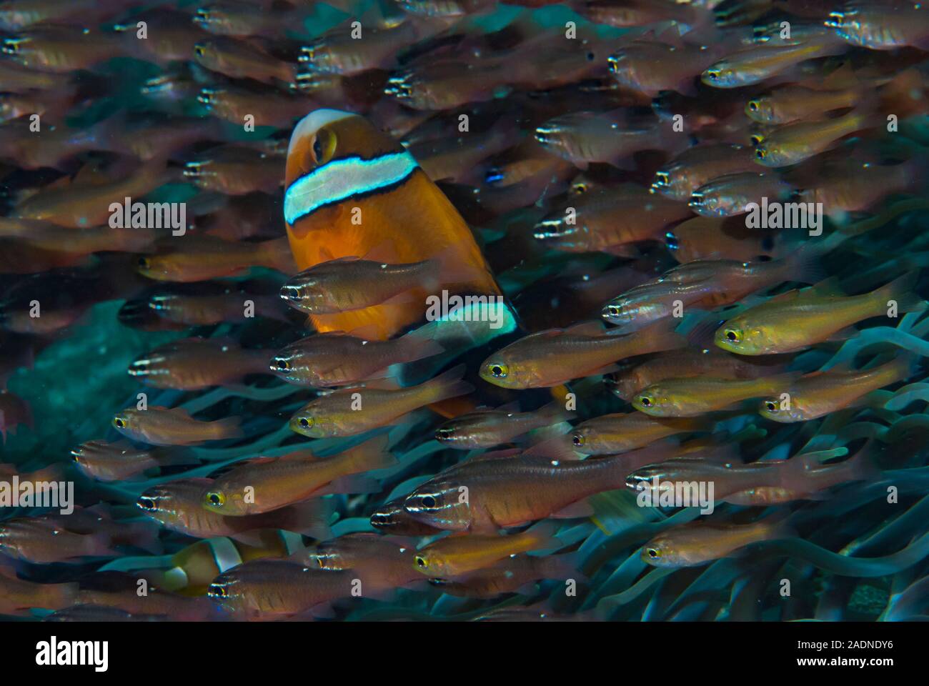 Clarki Anemonefish Amphiprion Clarkii High Resolution Stock Photography ...