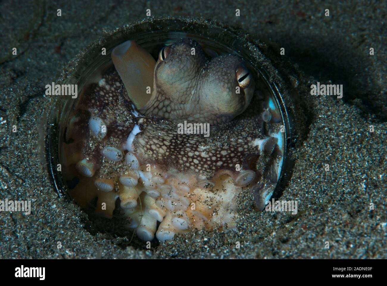 Coconut Octopus Amphioctopus marginatus Stock Photo - Alamy Coconut Octopus Amphioctopus marginatus Stock Photo - Alamy