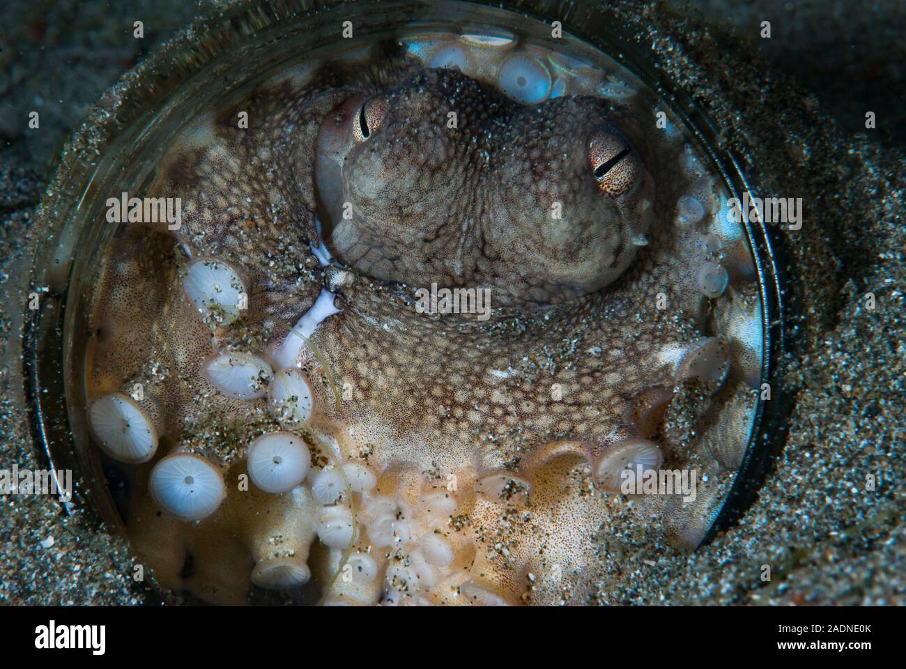 Coconut Octopus Amphioctopus marginatus Stock Photo - Alamy Coconut Octopus Amphioctopus marginatus Stock Photo - Alamy