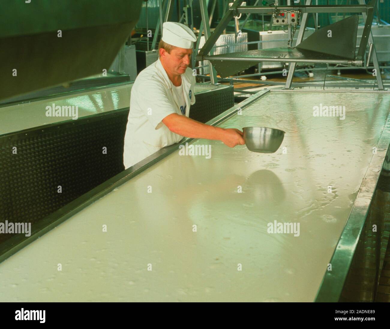 Cheese manufacture. Man adding a bowl of rennet to a vat of milk during ...