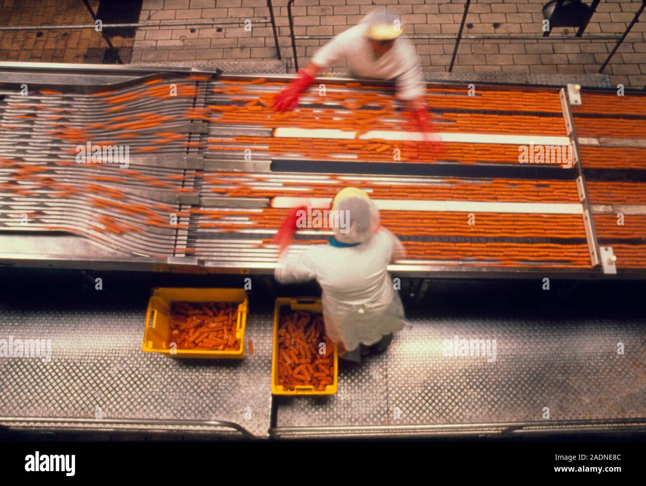 Food production line. Two workers on a fish finger production line. The ...