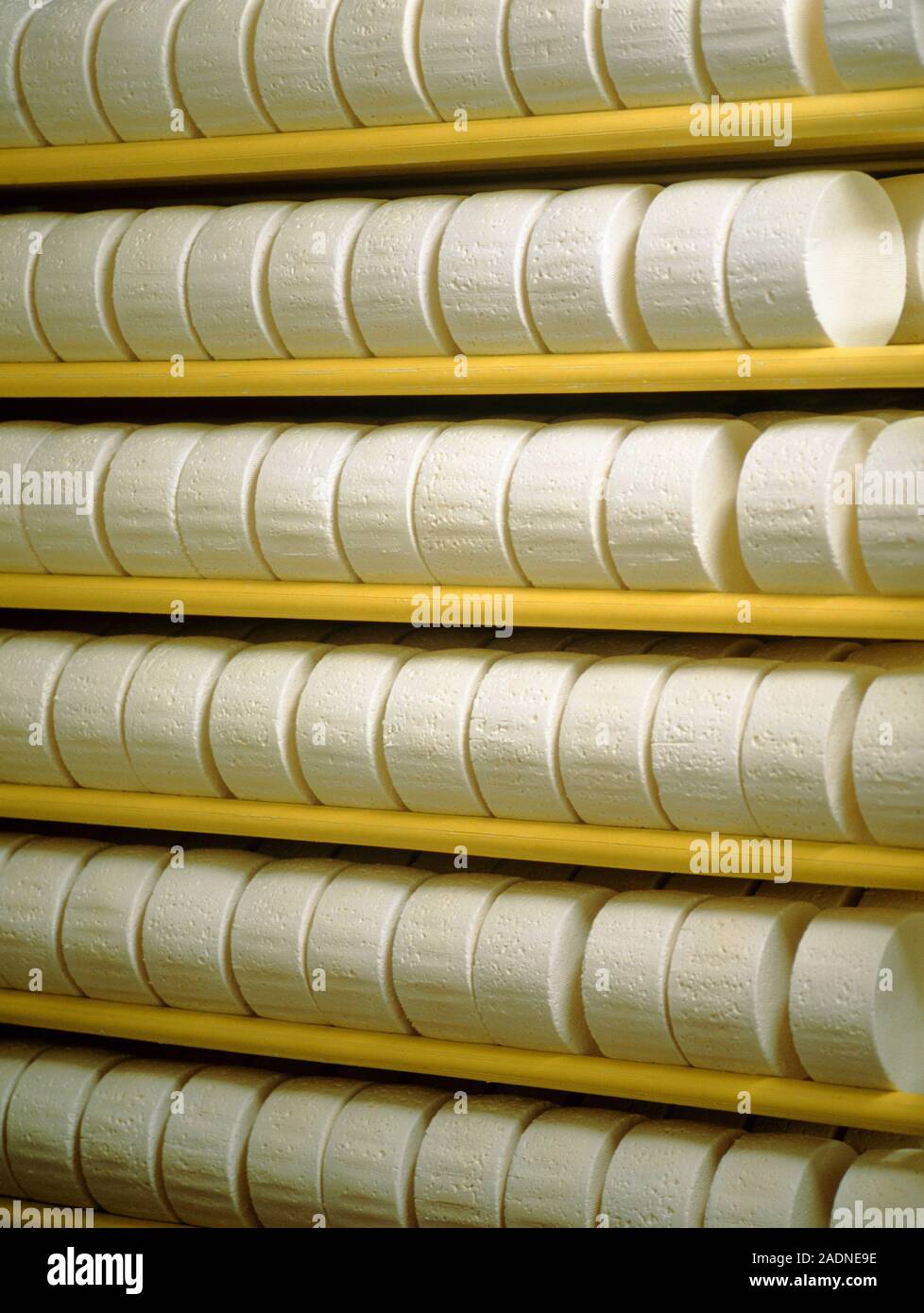 Cheese manufacture. Rows of circular soft cheeses maturing in a cellar ...
