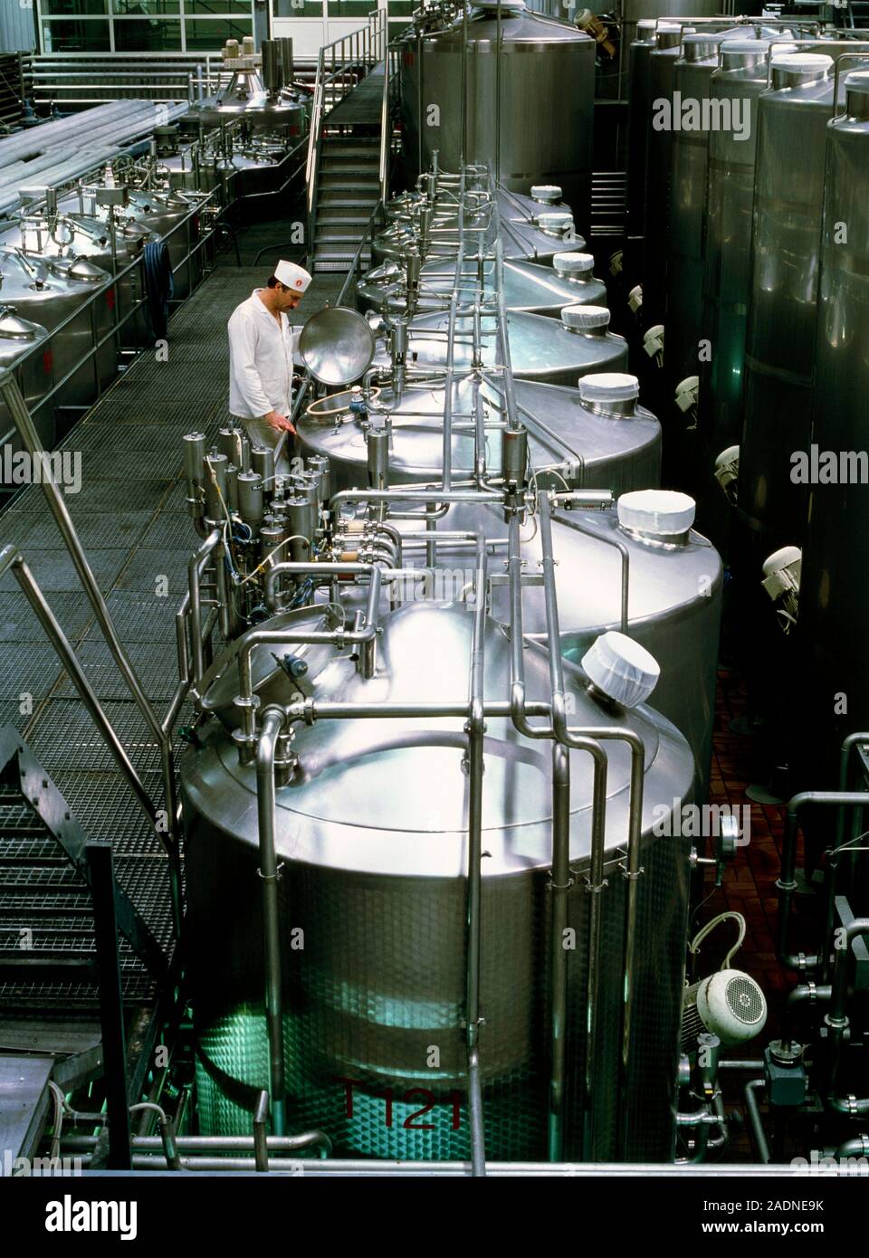 Yoghurt manufacture. Technician looking at a culture of yoghurt inside ...