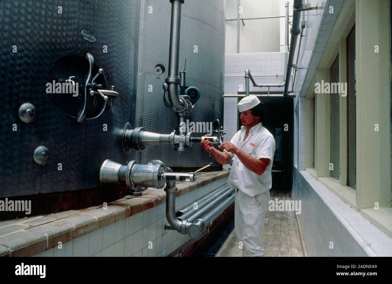 Large scale milk production showing a worker attending to a ...