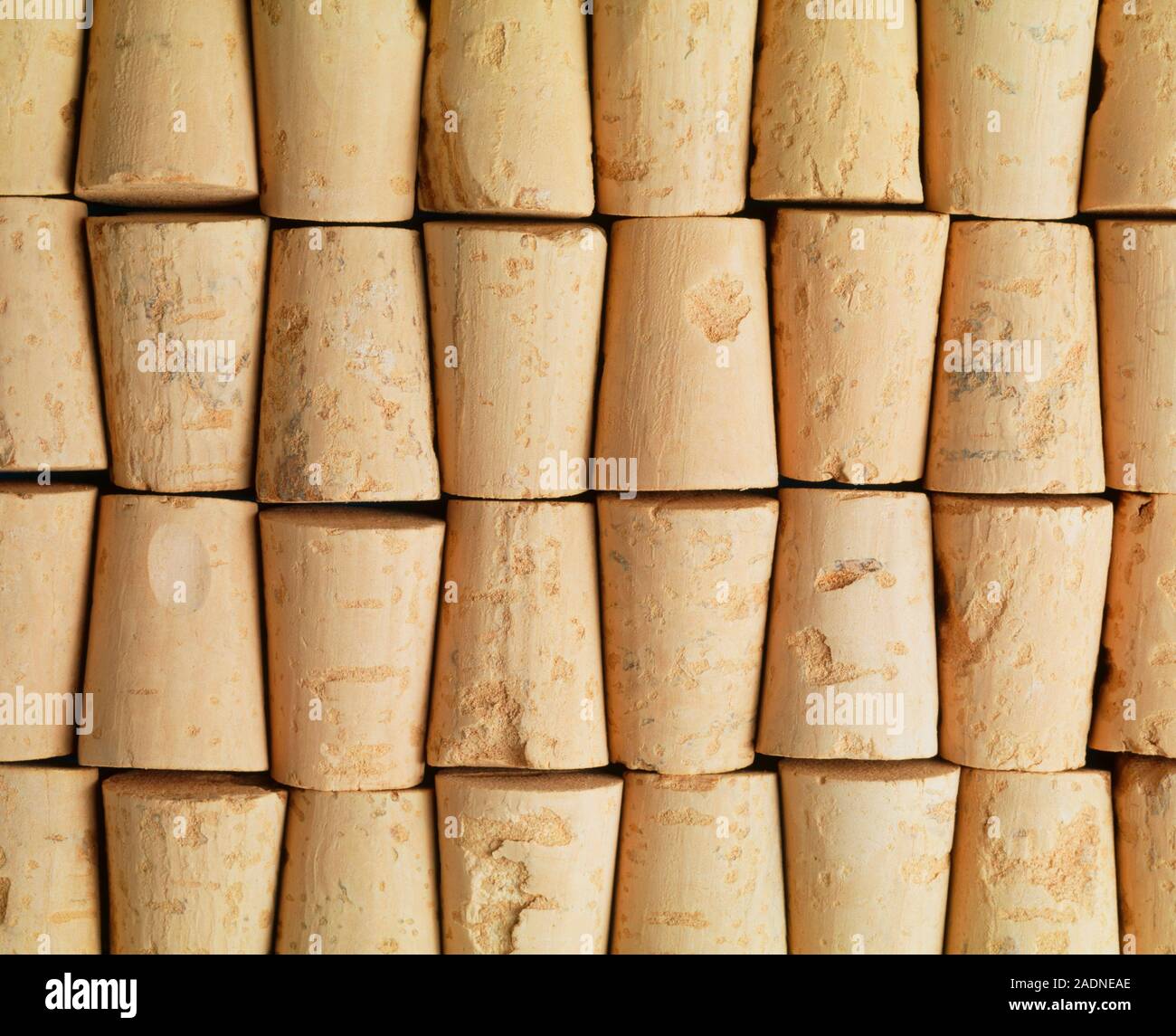 Cork manufacture. Rows of freshly cut corks for bottles. Corks are ...