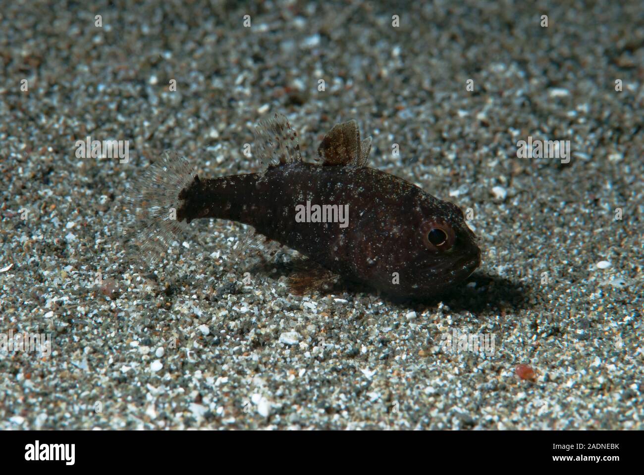 Underwater Marine Life Photography, Sea Creatures Stock Photo - Alamy
