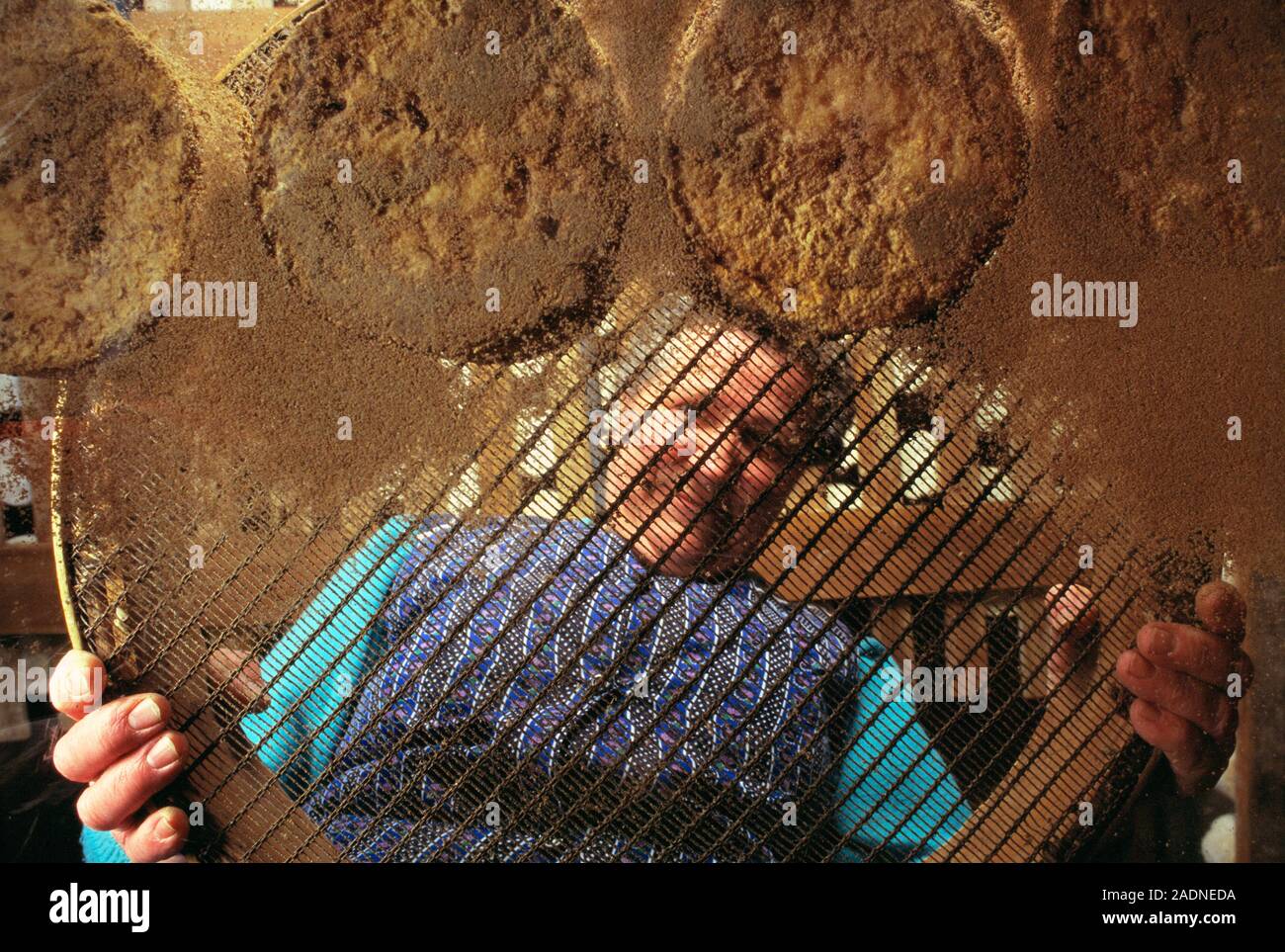 Making cheese with mites. Cheese producer sprinkling cheese mites ...