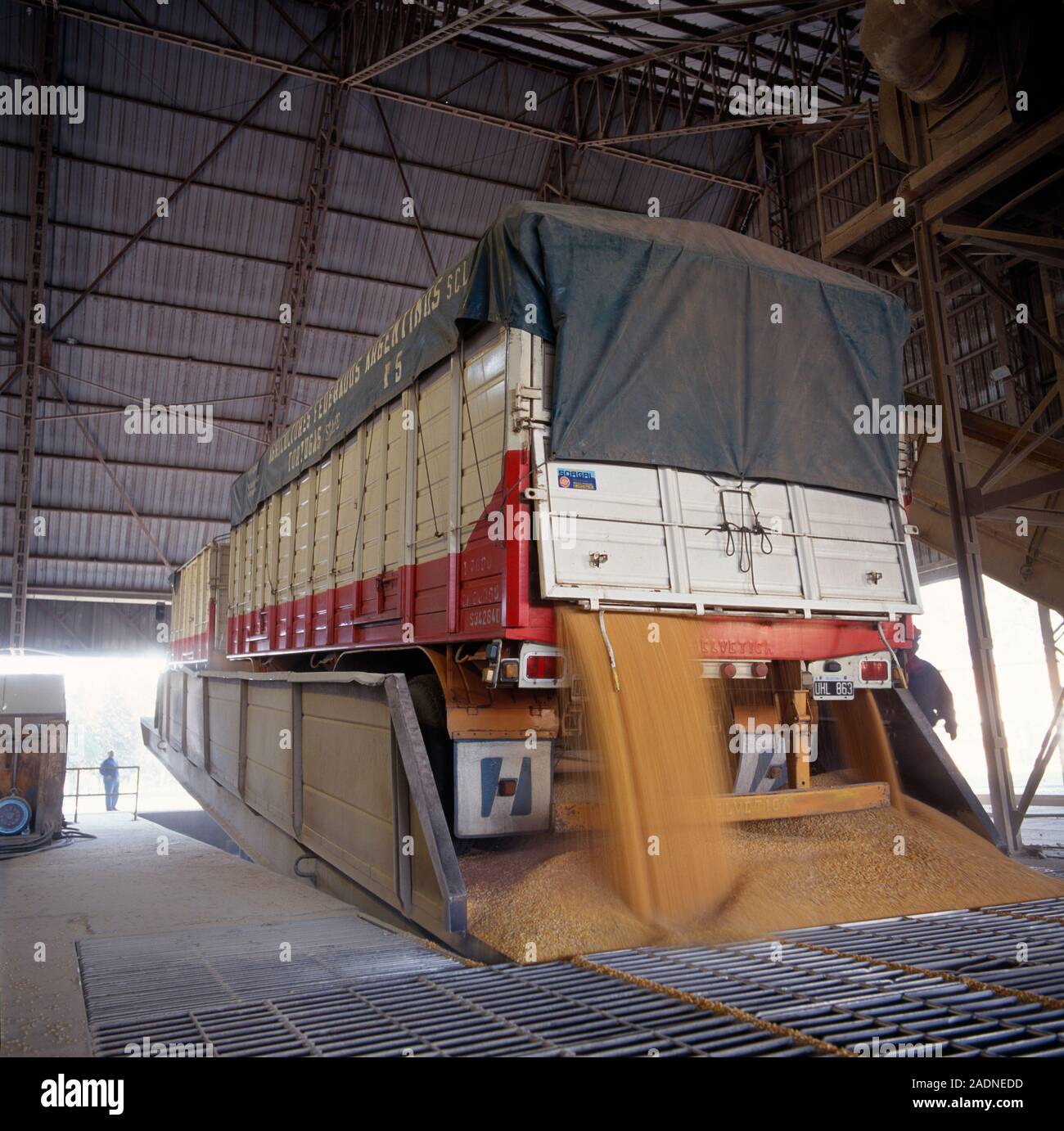Maize industry. Grains of maize (Zea mays) being unloaded from a truck ...
