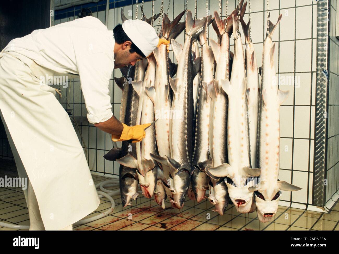Fish preparation. Butcher cutting sturgeon fish to prepare them for ...