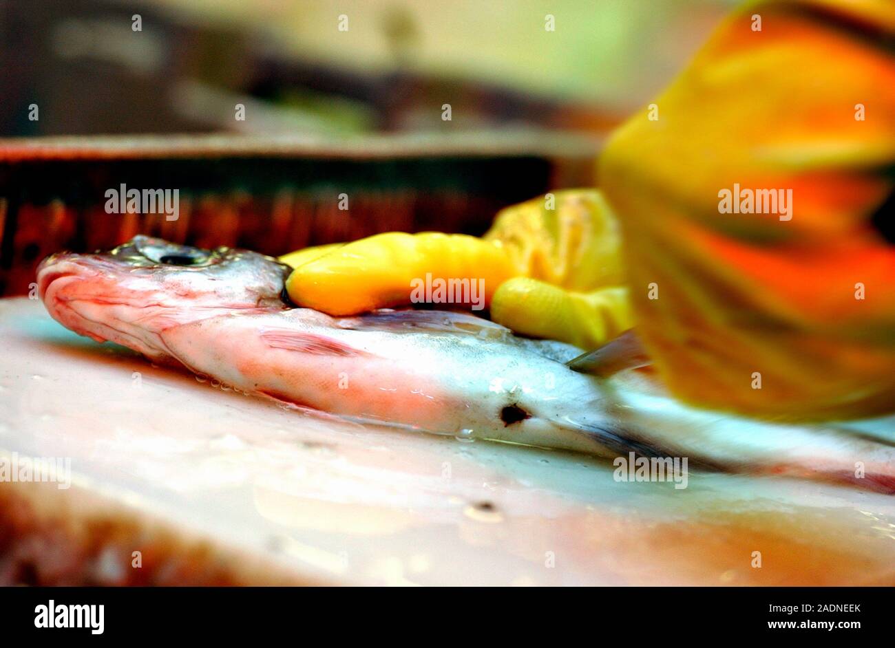 Fish preparation. Fresh fish being gutted at a fish processing plant ...