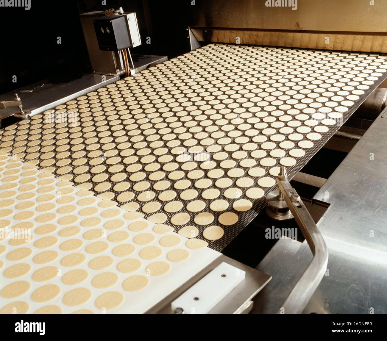 Biscuit manufacture. Production line of biscuits travelling down a ...