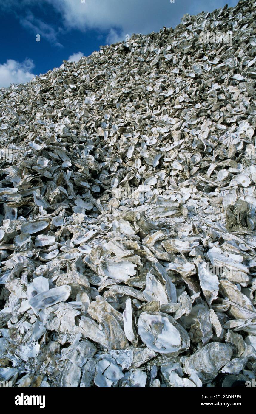 Oyster shells. Mound of discarded oyster shells. Photographed in Bay ...
