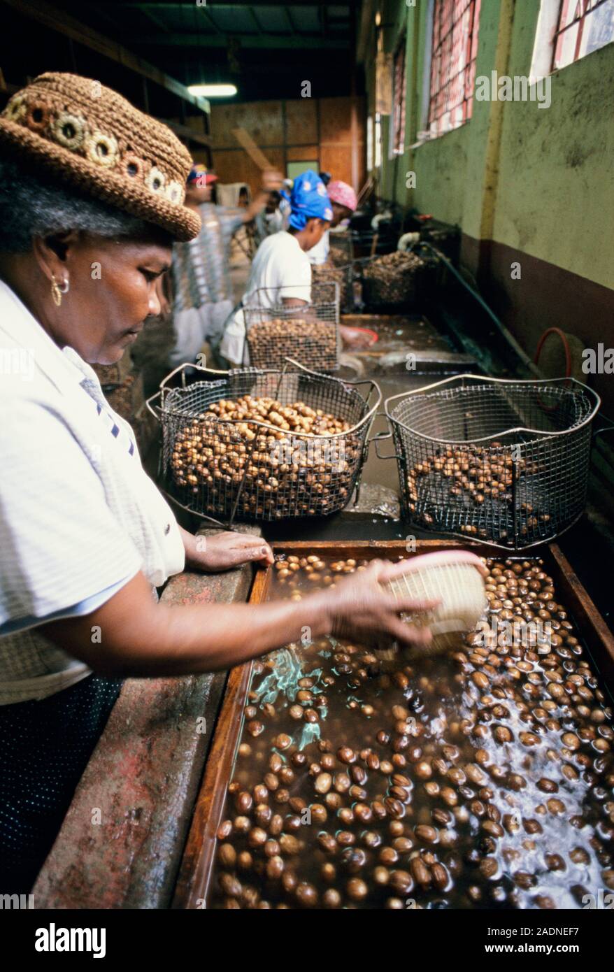Sorting nutmeg. Women using baskets and tubs of water to separate seeds ...