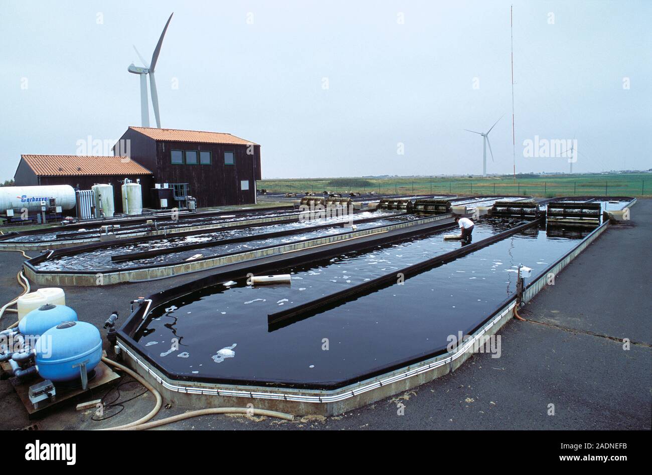Algae food production. Water tanks for the growth and harvesting of algae for food supplements ...