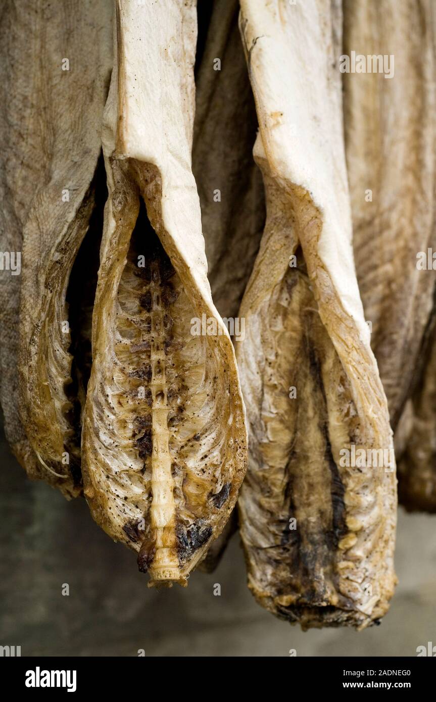 Dried fish. Gutted fish hung to dry. Photographed in the Faroe Islands ...