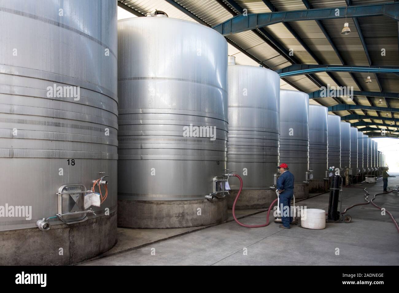 Wine storage tanks. Worker using a flexible hose to move wine from a ...