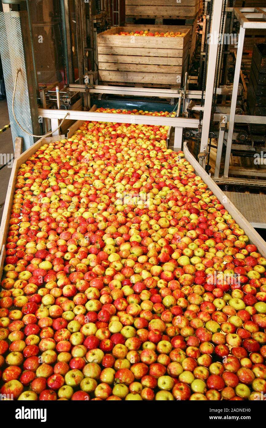 Apple processing. Apples being washed in a vat of water at a processing ...