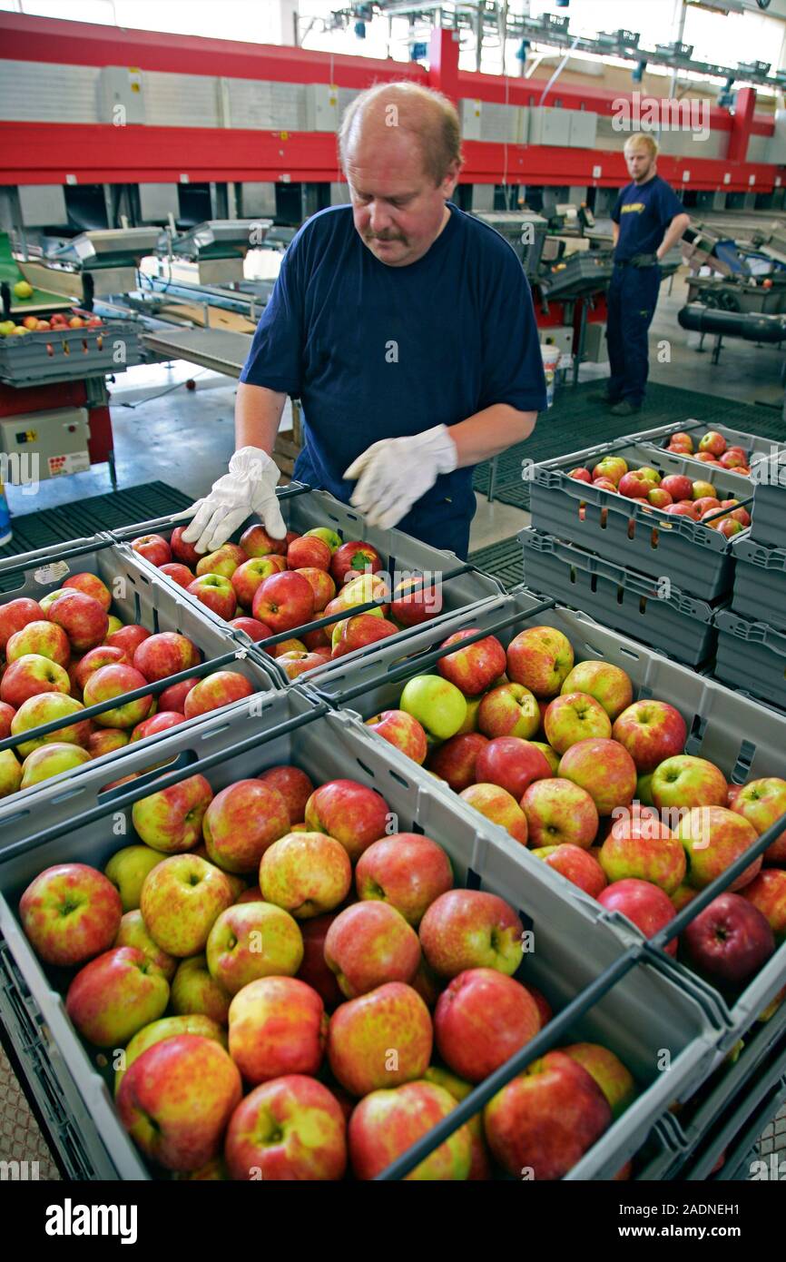 Fruit distribution. Packer sorting apples for distribution ...