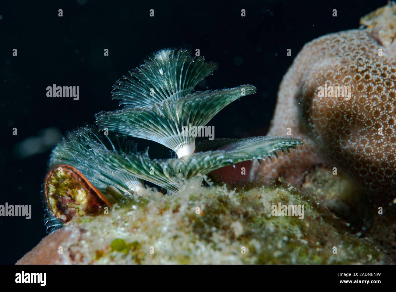 Christmas Tree Worm Spirobranchus giganteus Stock Photo - Alamy