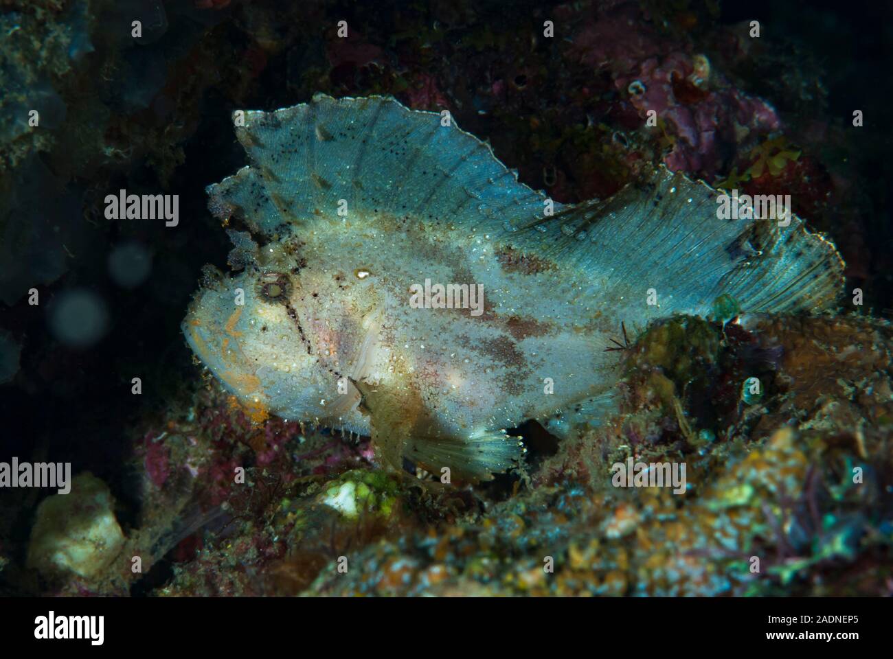 Leaf Scorpionfish Taenianotus triacanthus Stock Photo - Alamy