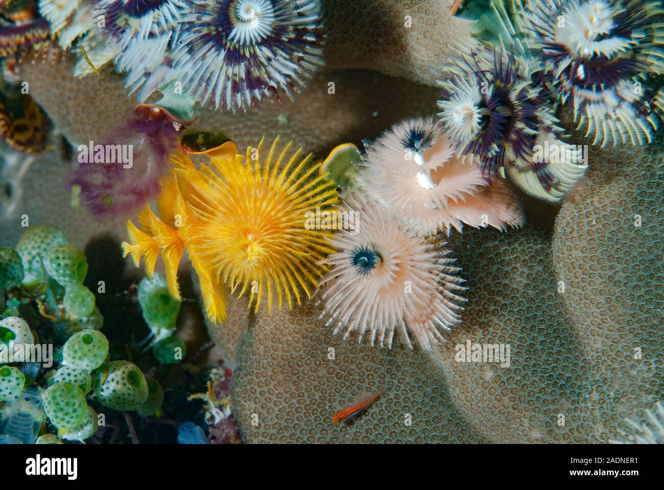 Philippines coral reef underwater anilao hi-res stock photography and ...
