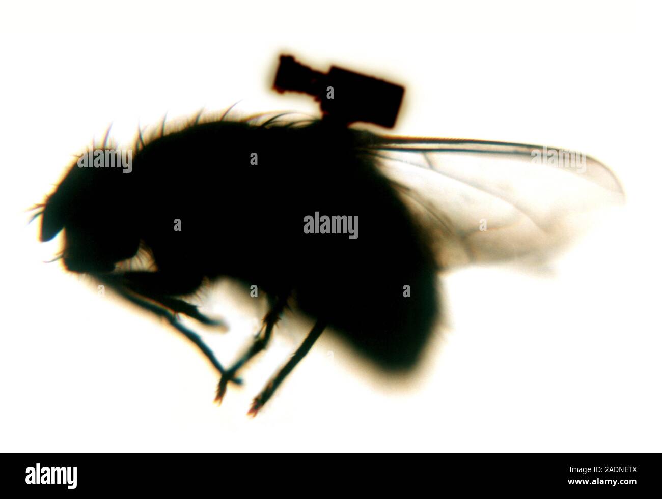 Fly with video camera. Conceptual computer artwork of a fly with a ...