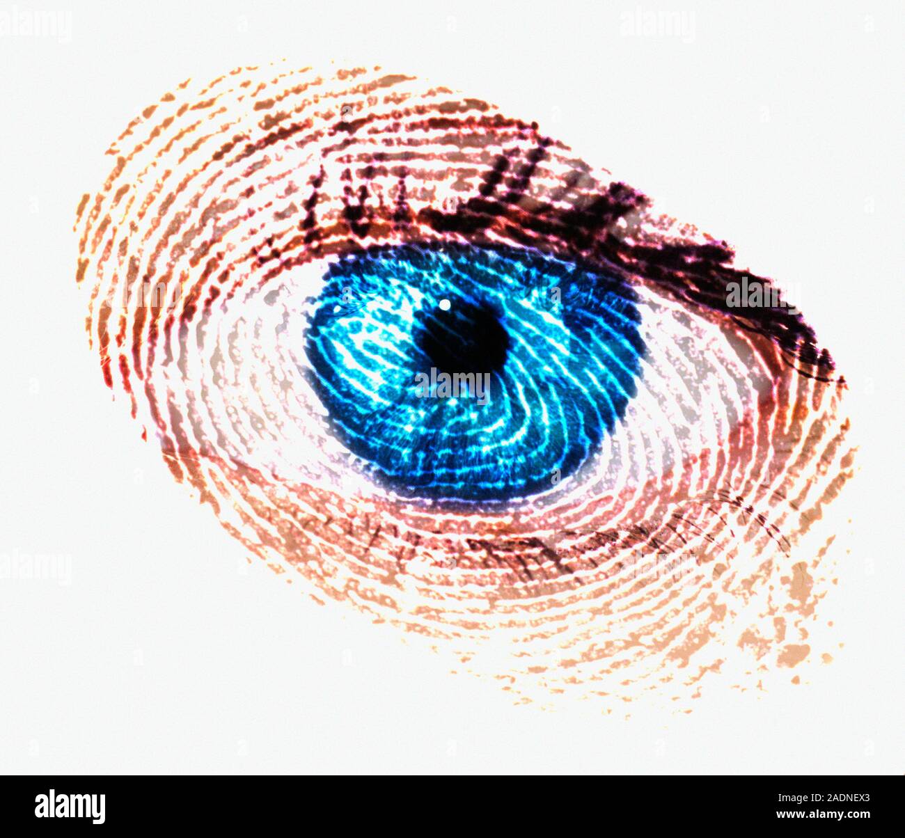 Biometric identification. Conceptual computer artwork of a human eye in ...
