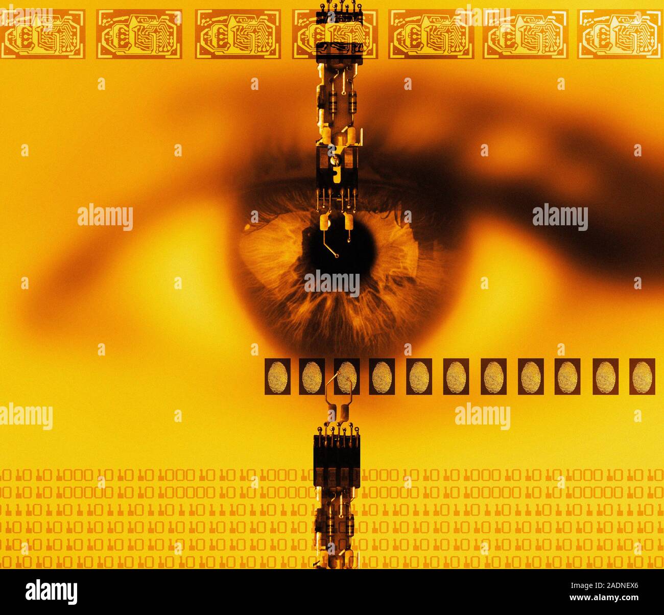 Biometric identification. Conceptual computer artwork of a human eye ...
