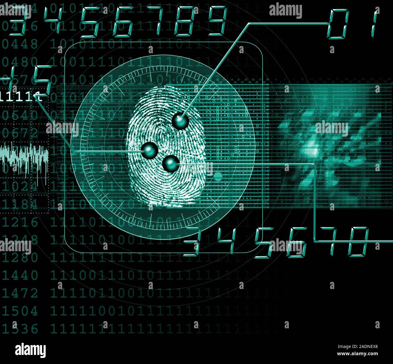 Fingerprint scanning. Conceptual computer artwork of fingerprint ...