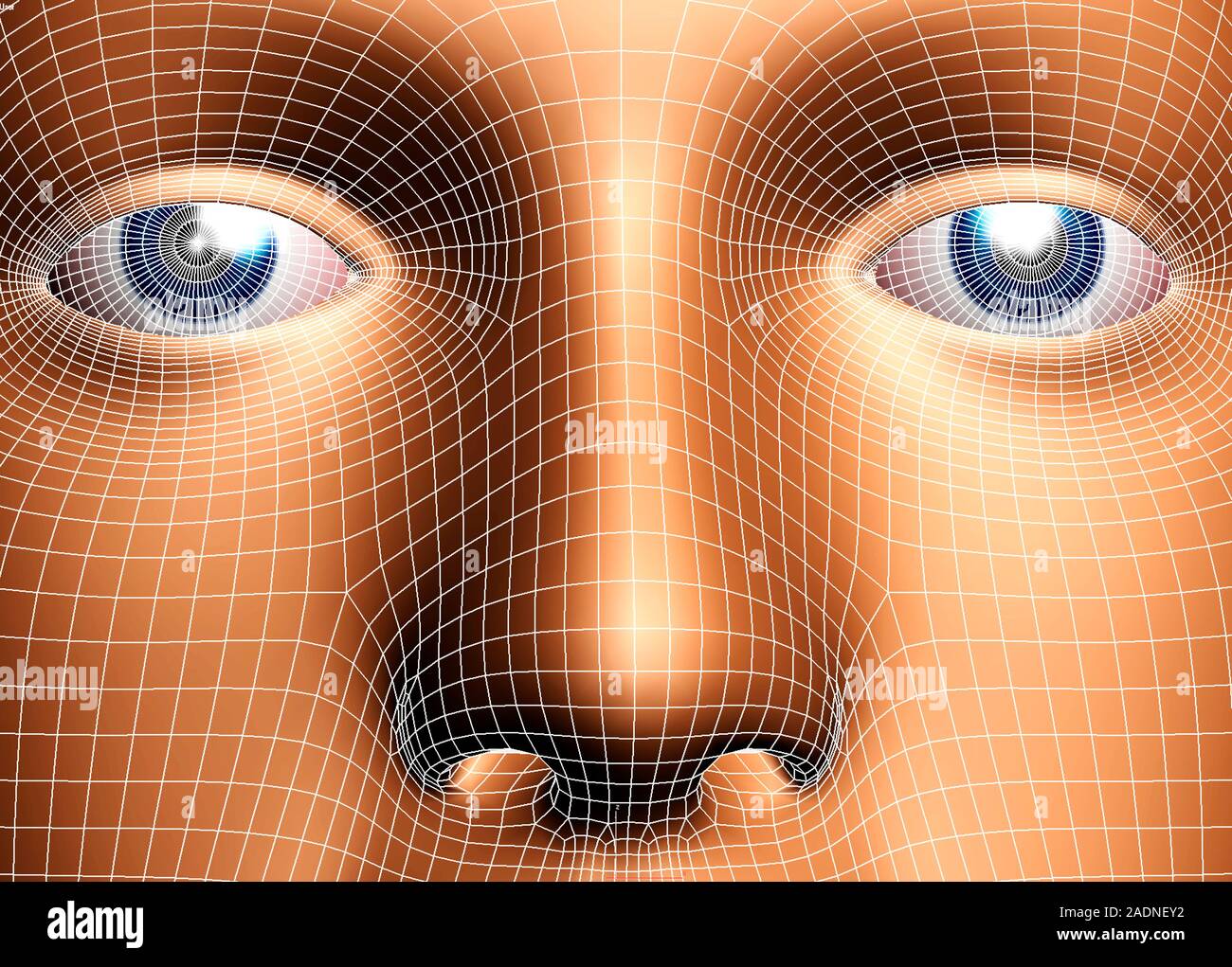 Face biometrics. Computer artwork of lines marking the contours (shape ...