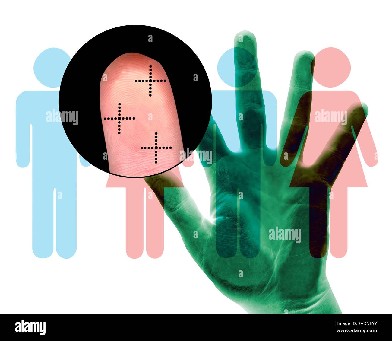 Fingerprint biometrics. Computer artwork of a hand (green), a finger ...