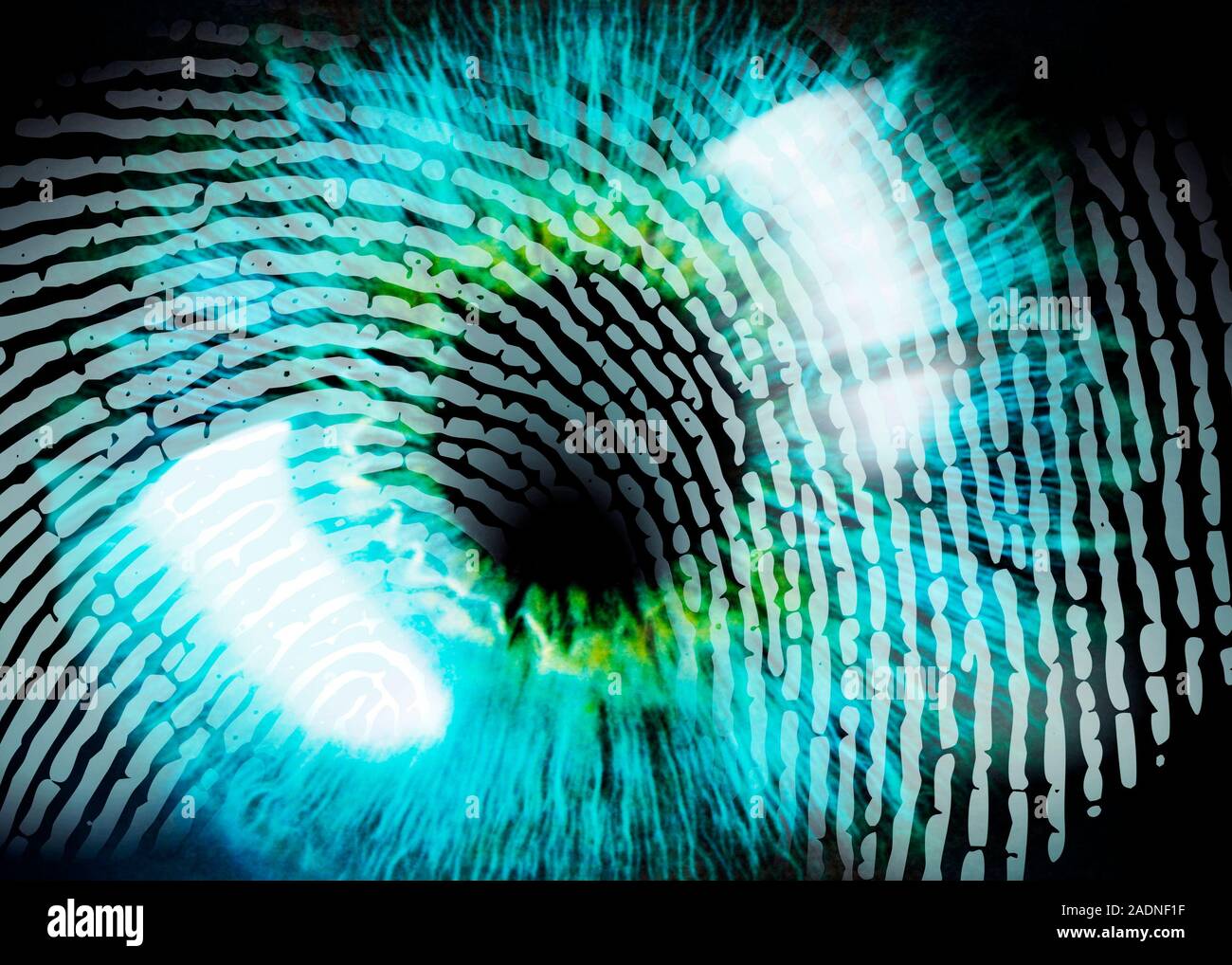 Biometric identification. Computer artwork of a human eye overlaid with ...