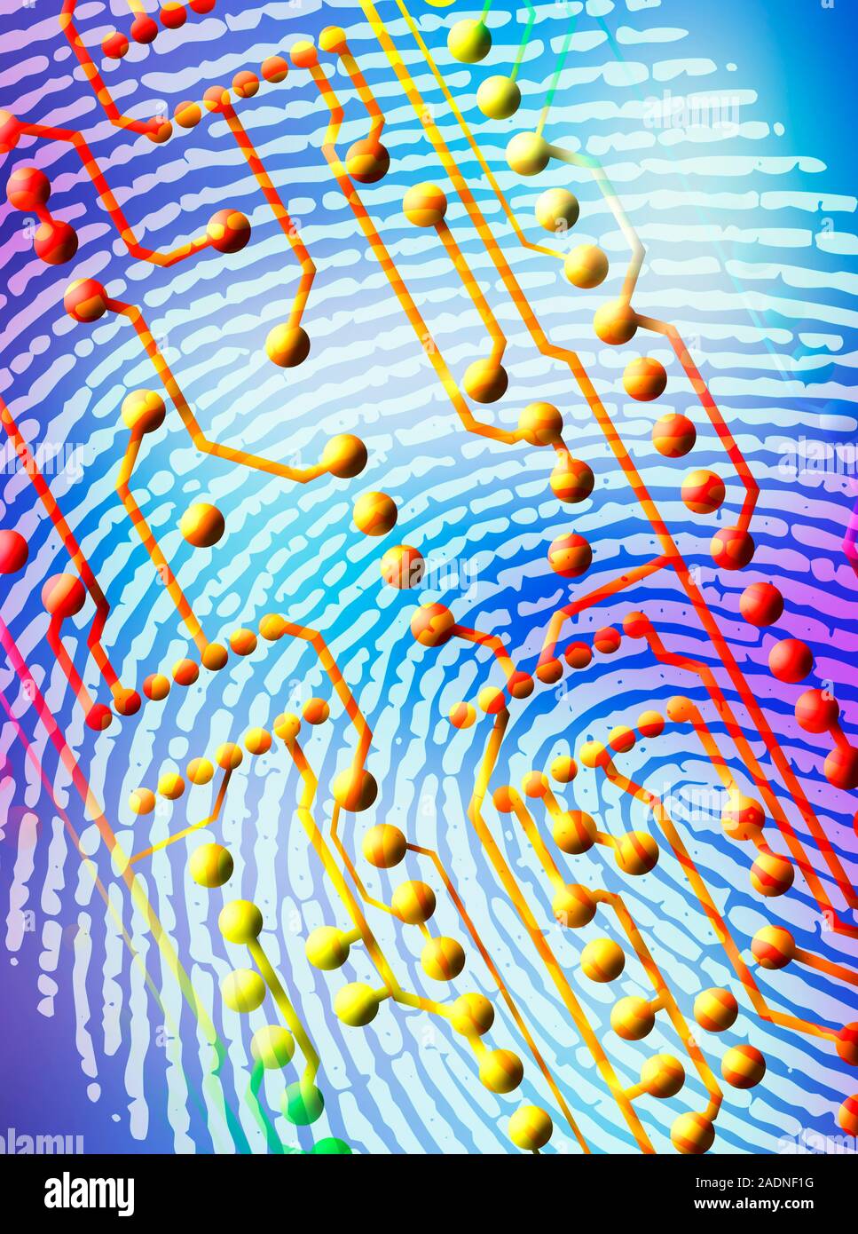 Biometric Fingerprint Scan Computer Artwork Of A Human Fingerprint Overlaid With A Printed