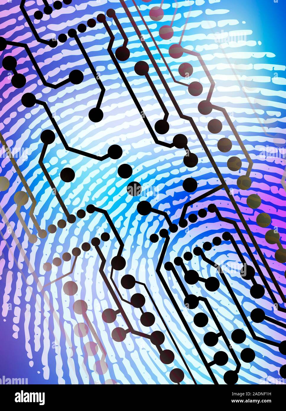 Biometric Fingerprint Scan Computer Artwork Of A Human Fingerprint Overlaid With A Printed