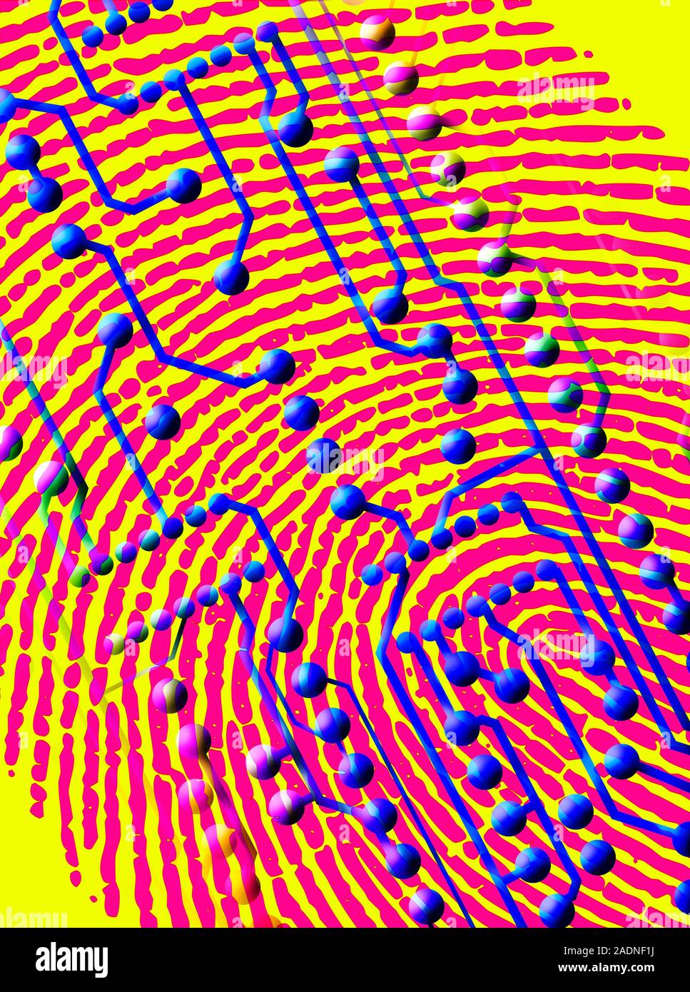 Biometric Fingerprint Scan Computer Artwork Of A Human Fingerprint Overlaid With A Printed