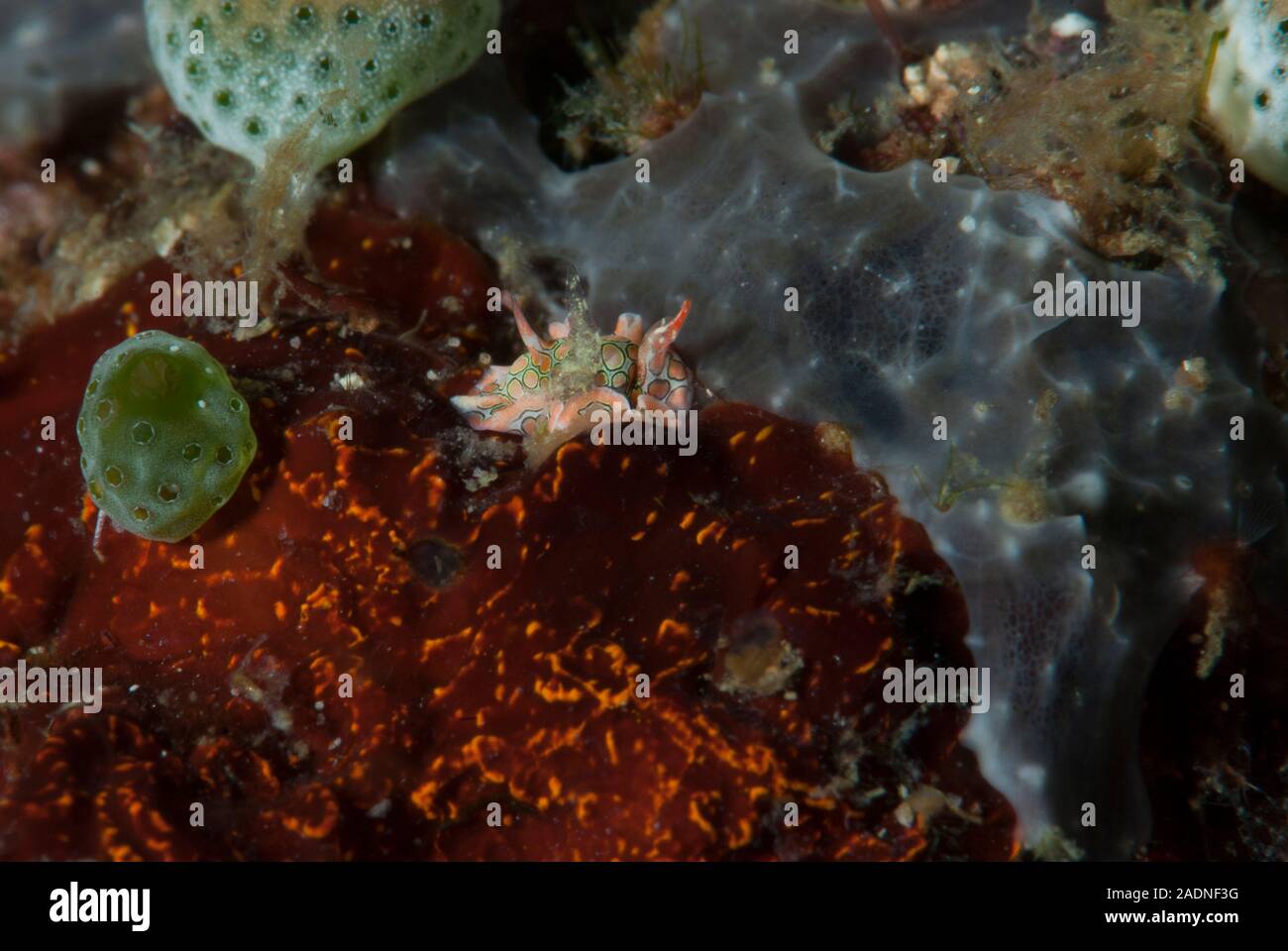 Cephalaspidea (Headshield Slugs),Sagaminopteron psychedelicum Stock ...