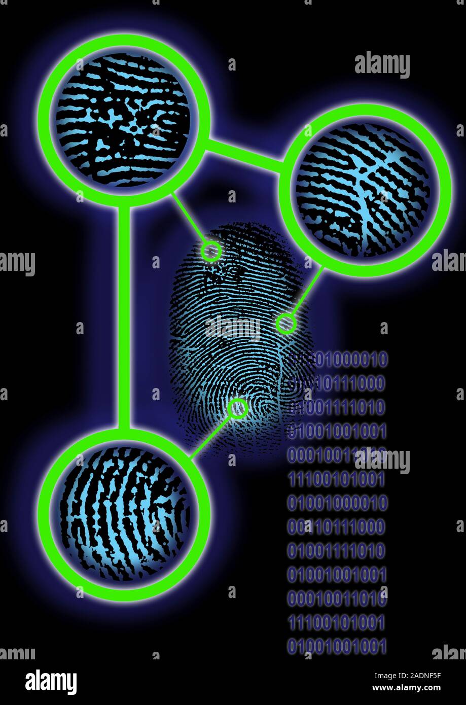 Fingerprint identification. Computer artwork of parts of a fingerprint ...