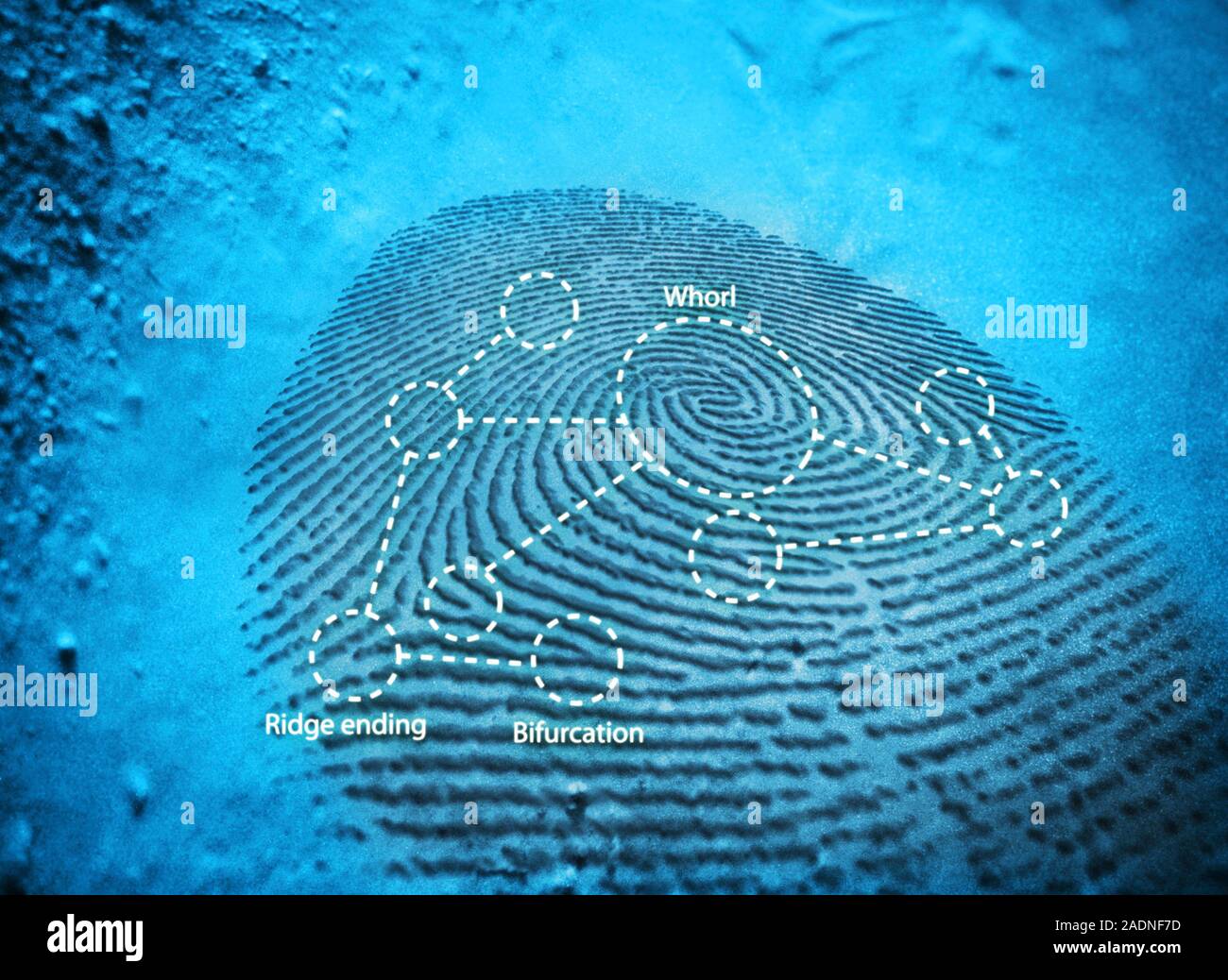 Fingerprint. Computer artwork of a fingerprint residue showing typical ...