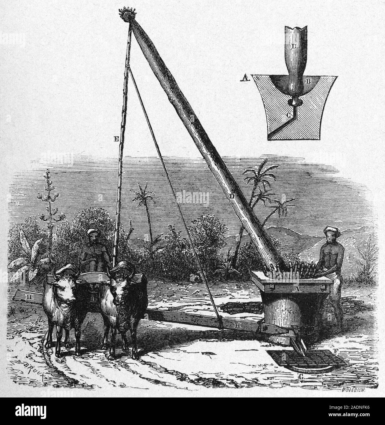 Sugar cane milling, historical artwork. Animal- powered mill in India ...