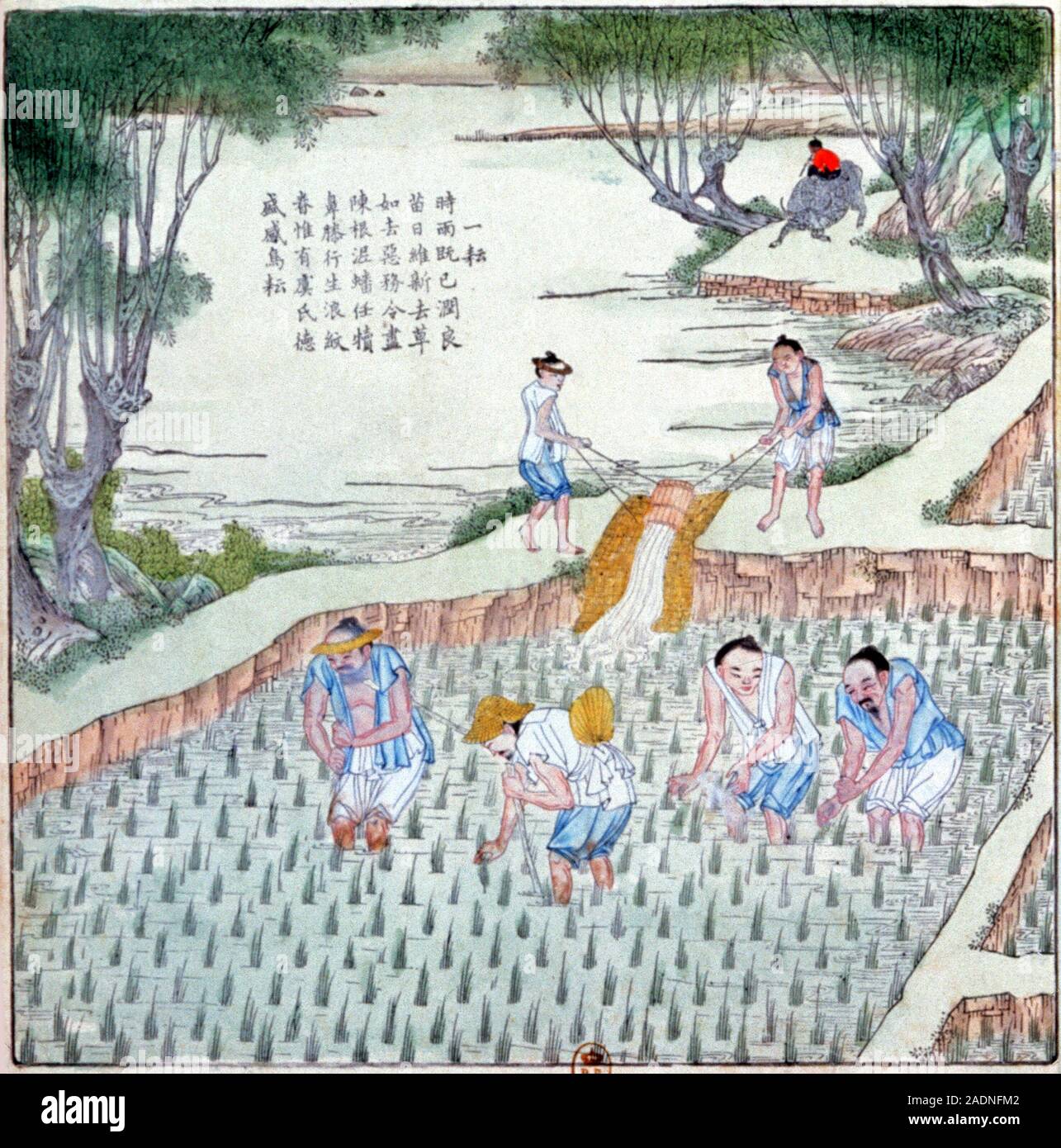 Paddy field. Historical artwork of workers planting and irrigating a ...