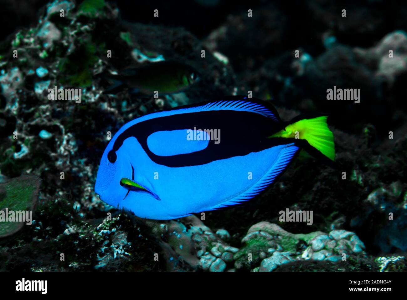 Blue surgeonfish hi-res stock photography and images - Alamy