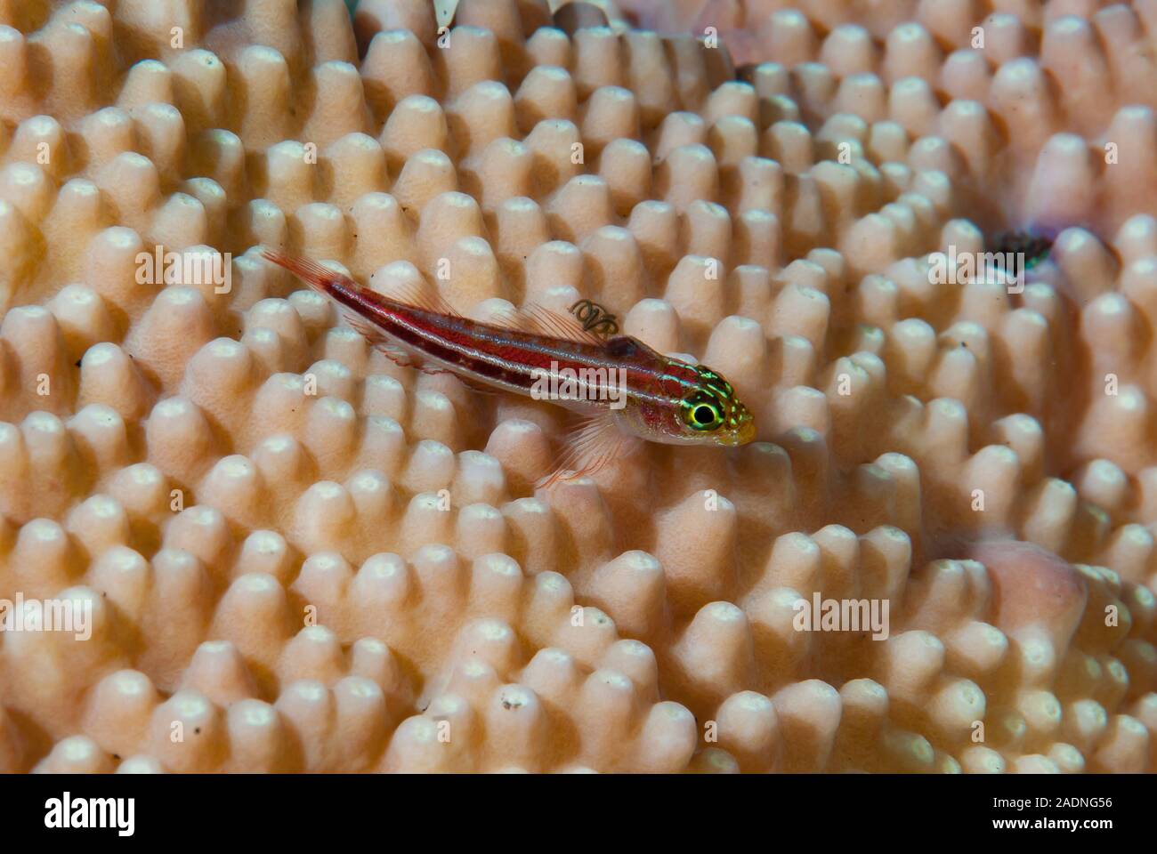Helcogramma striatum coral fish hi-res stock photography and images - Alamy